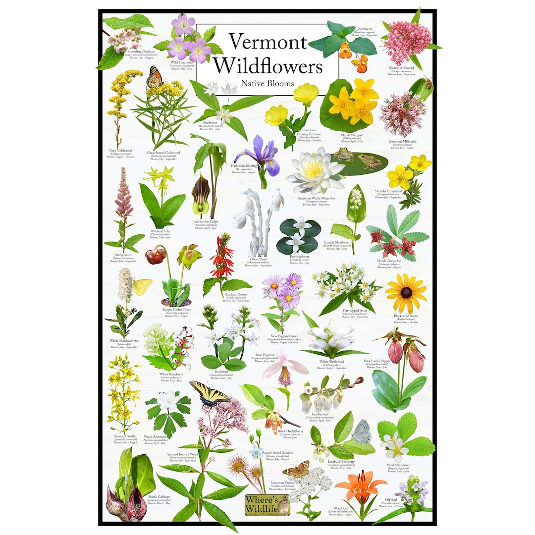 Vermont Wildflowers -native Blooms Poster | Educational Chart of Native ...