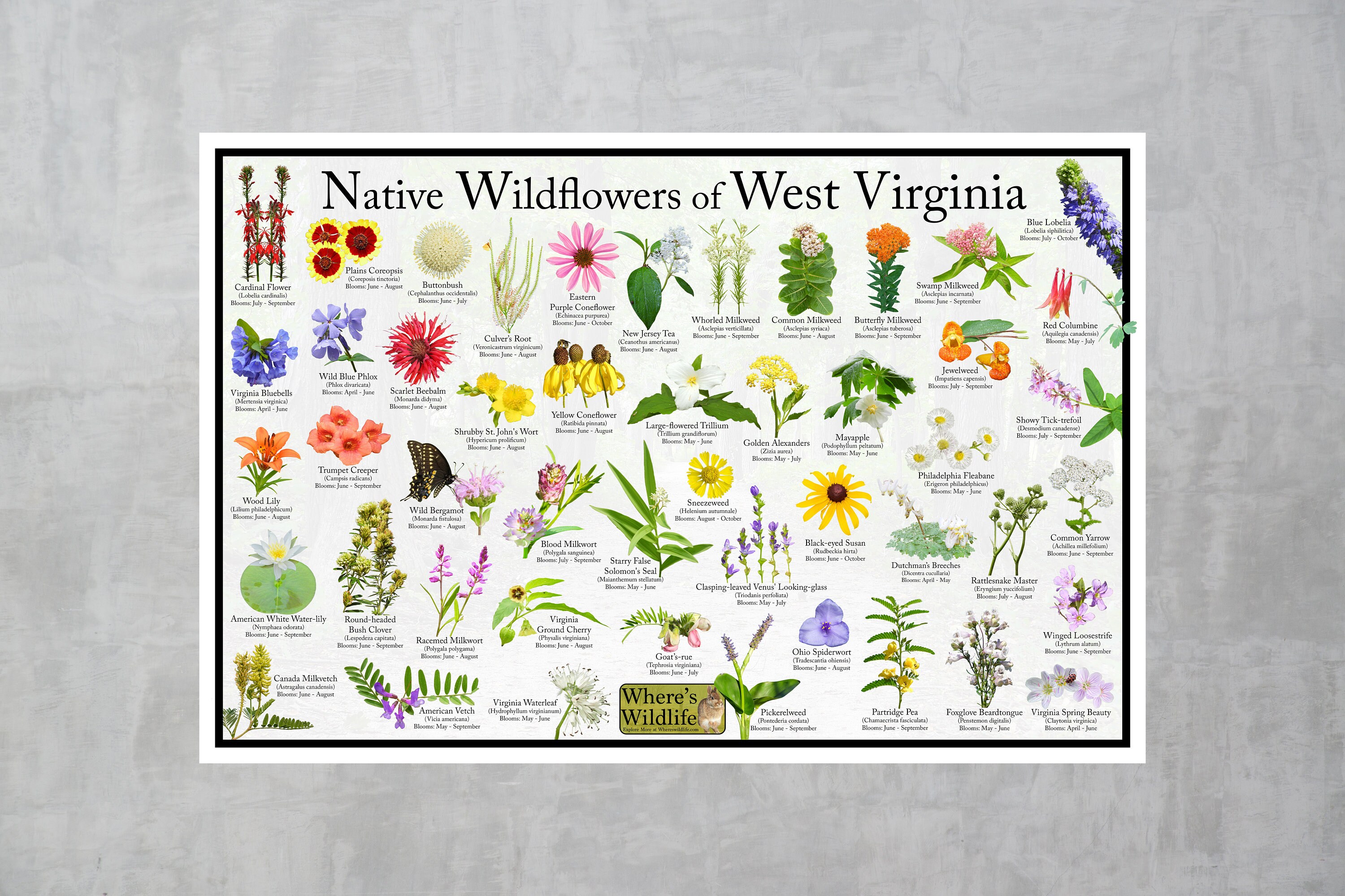 Native Wildflowers of West Virginia / State Flower Field Guide Poster ...