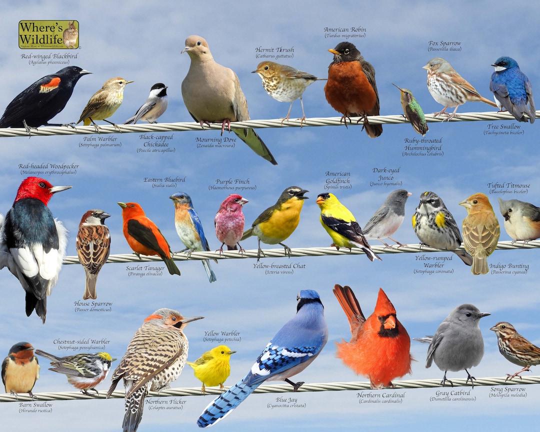 Colorful Birds on a Wire / North America Bird Field Guide / Bird ID ...