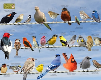 Backyard Birds of Massachusetts Bird Identification Poster - Etsy