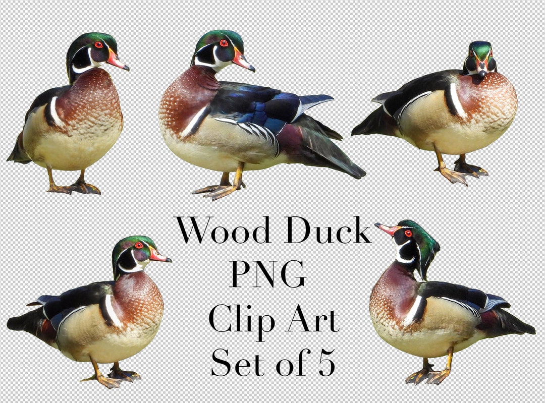 Wood Duck (set of 5) PNG Clipart With Transparent Background Photoshop ...