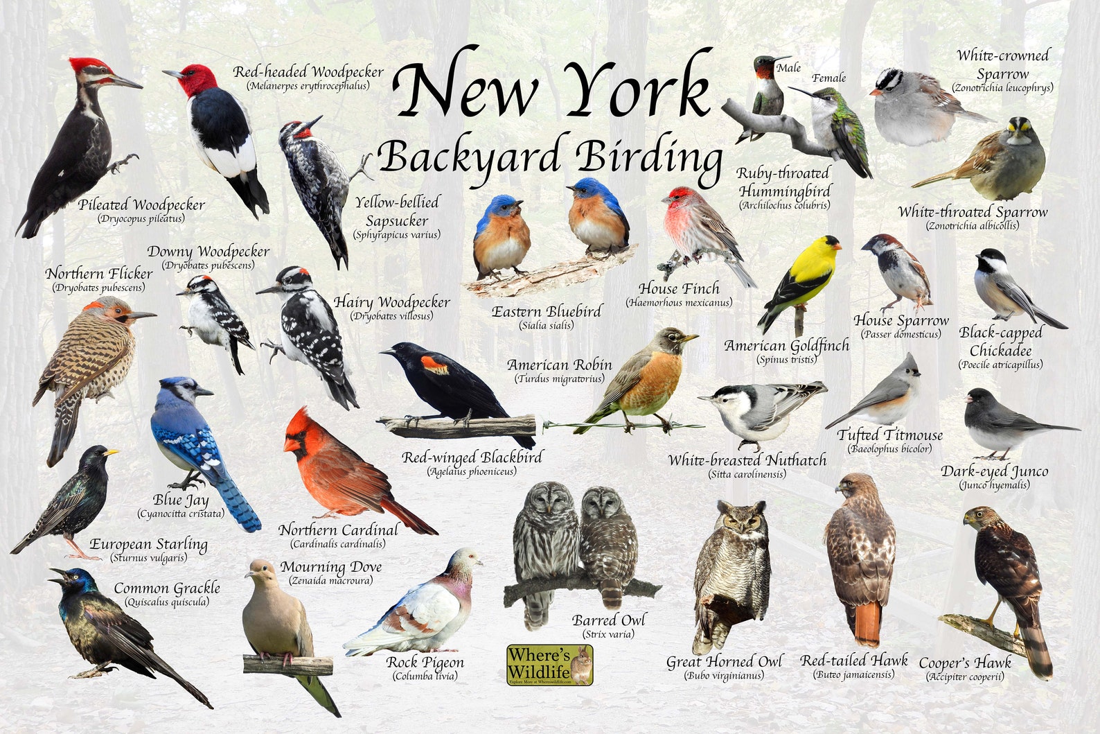 Birds of New York Backyard Birding Identification Picture Print/ Great ...