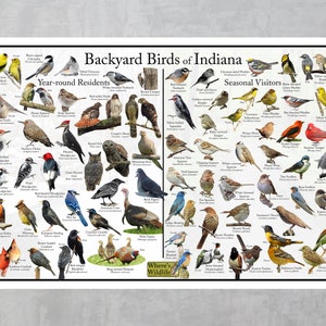 Backyard Birds of Indiana Bird Identification Poster Divided Into Year ...