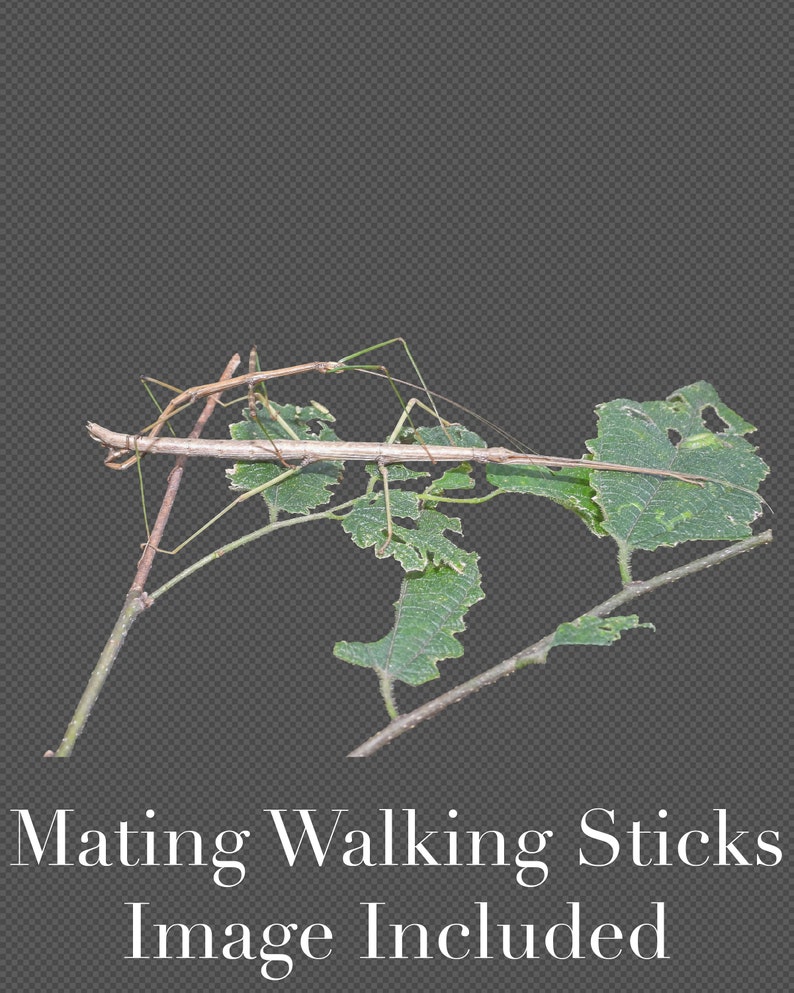 Walking Stick Bugs Clip Art set of 5 PNG Clipart With - Etsy