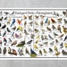 Backyard Birds of Pennsylvania Bird Identification Poster Divided Into ...