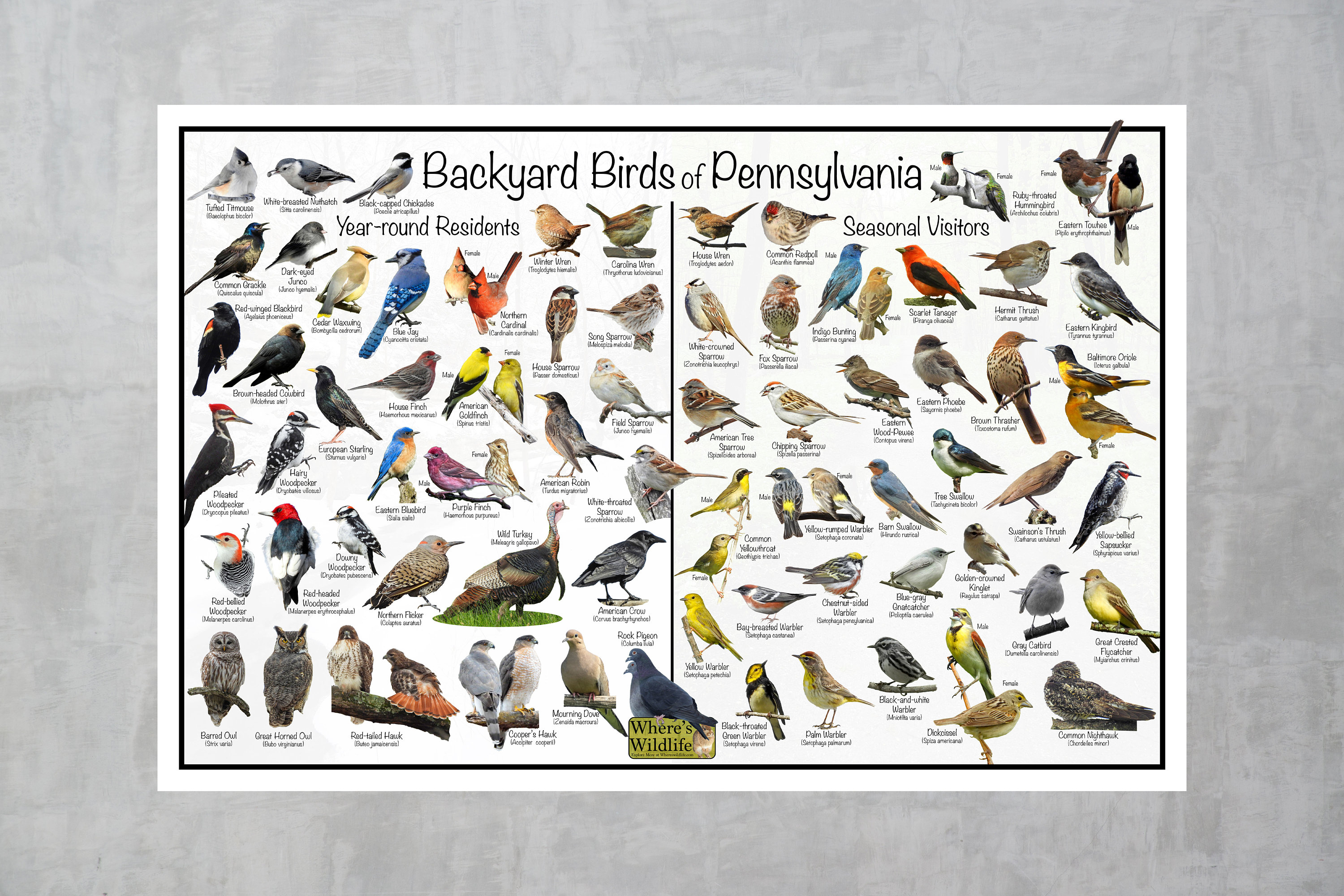 Backyard Birds of Pennsylvania Bird Identification Poster Divided Into ...
