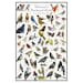 Missouri's Backyard Birds Poster - Missouri Bird Watching Chart ...