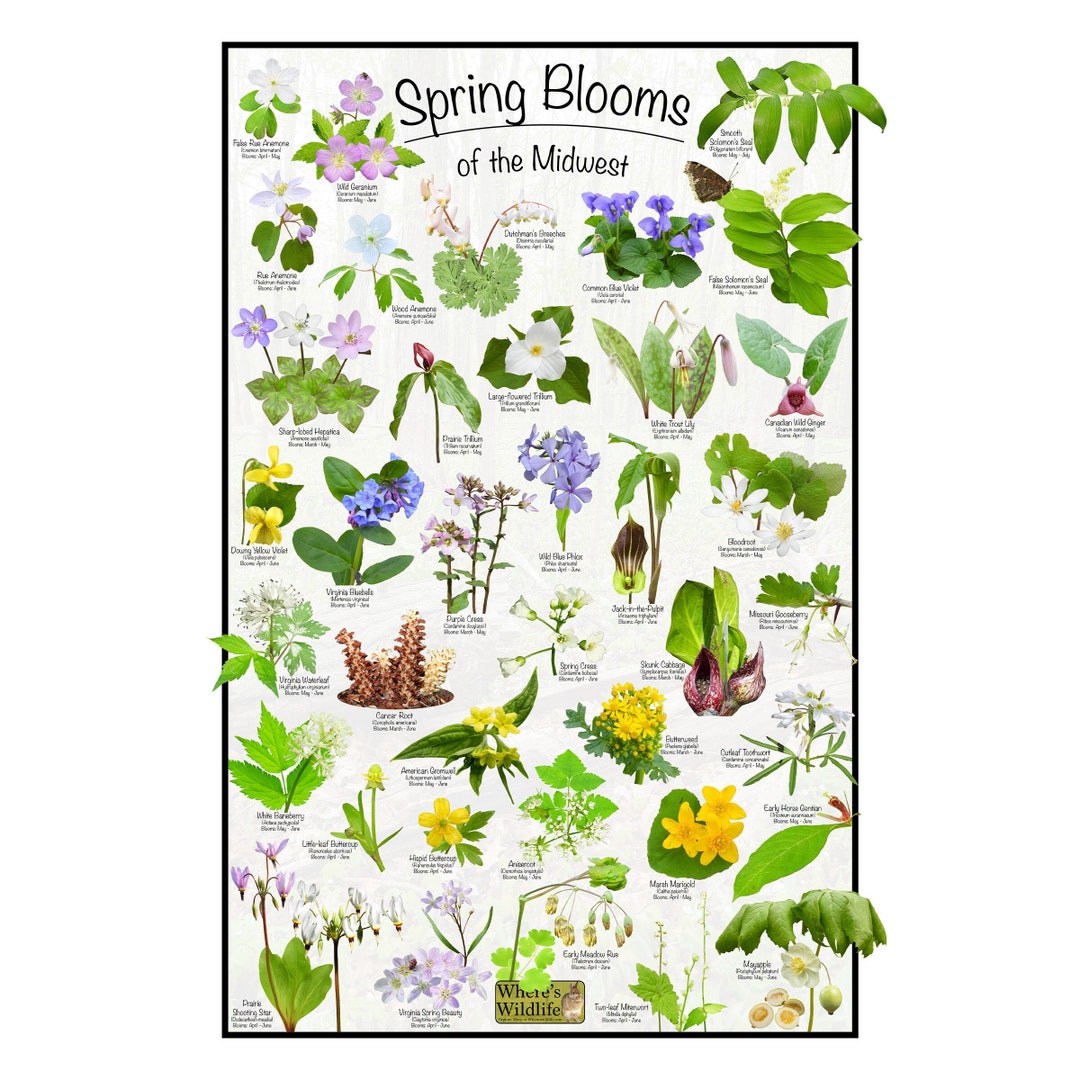 Spring Blooms of the Midwest Flower Poster - 38 Native Pollinator ...