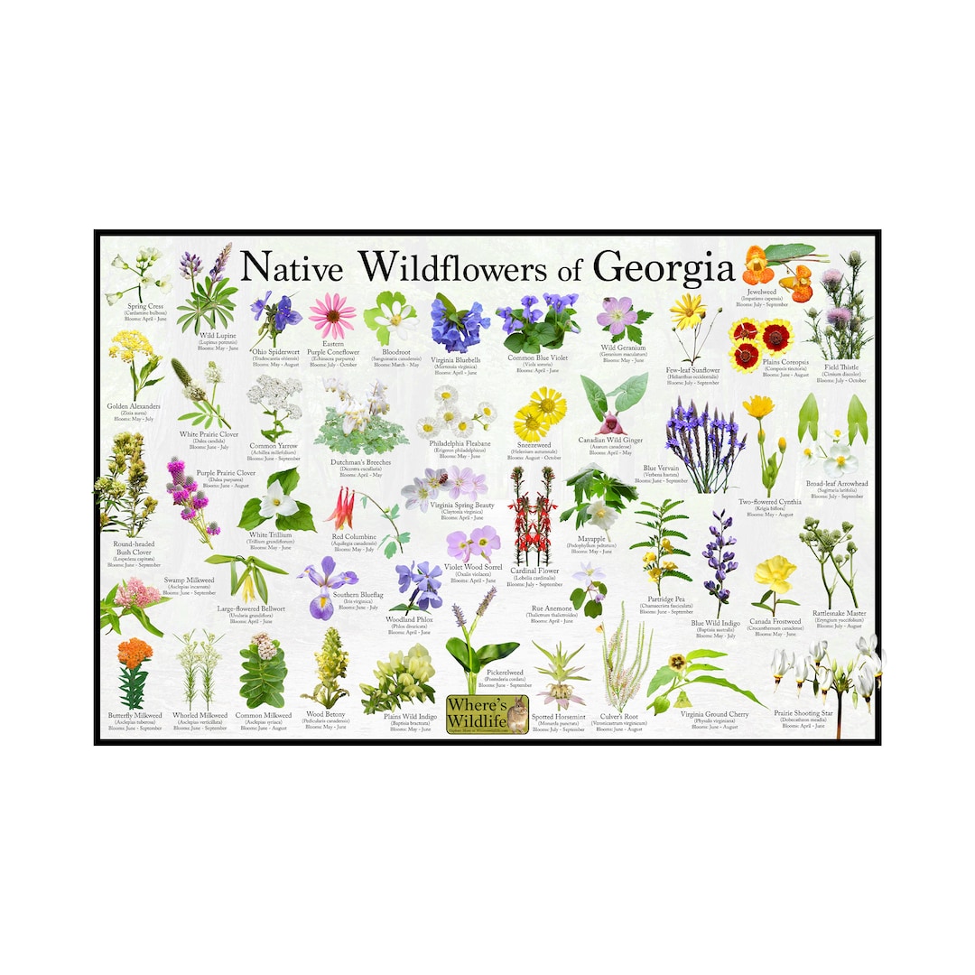Native Wildflowers of Georgia / State Flower Field Guide Providing ...