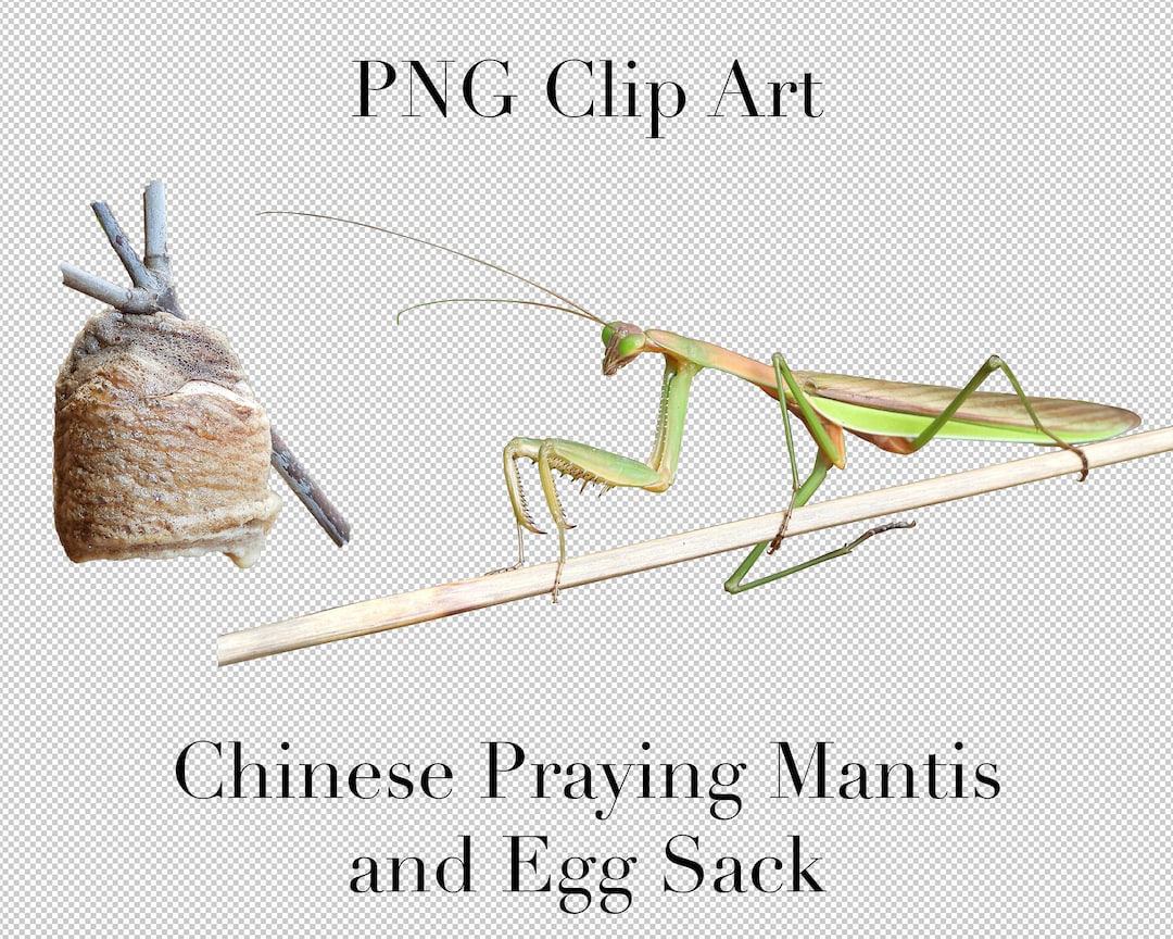 Chinese Praying Mantis & Egg Sack Clip Art PNG Clipart With Transparent ...