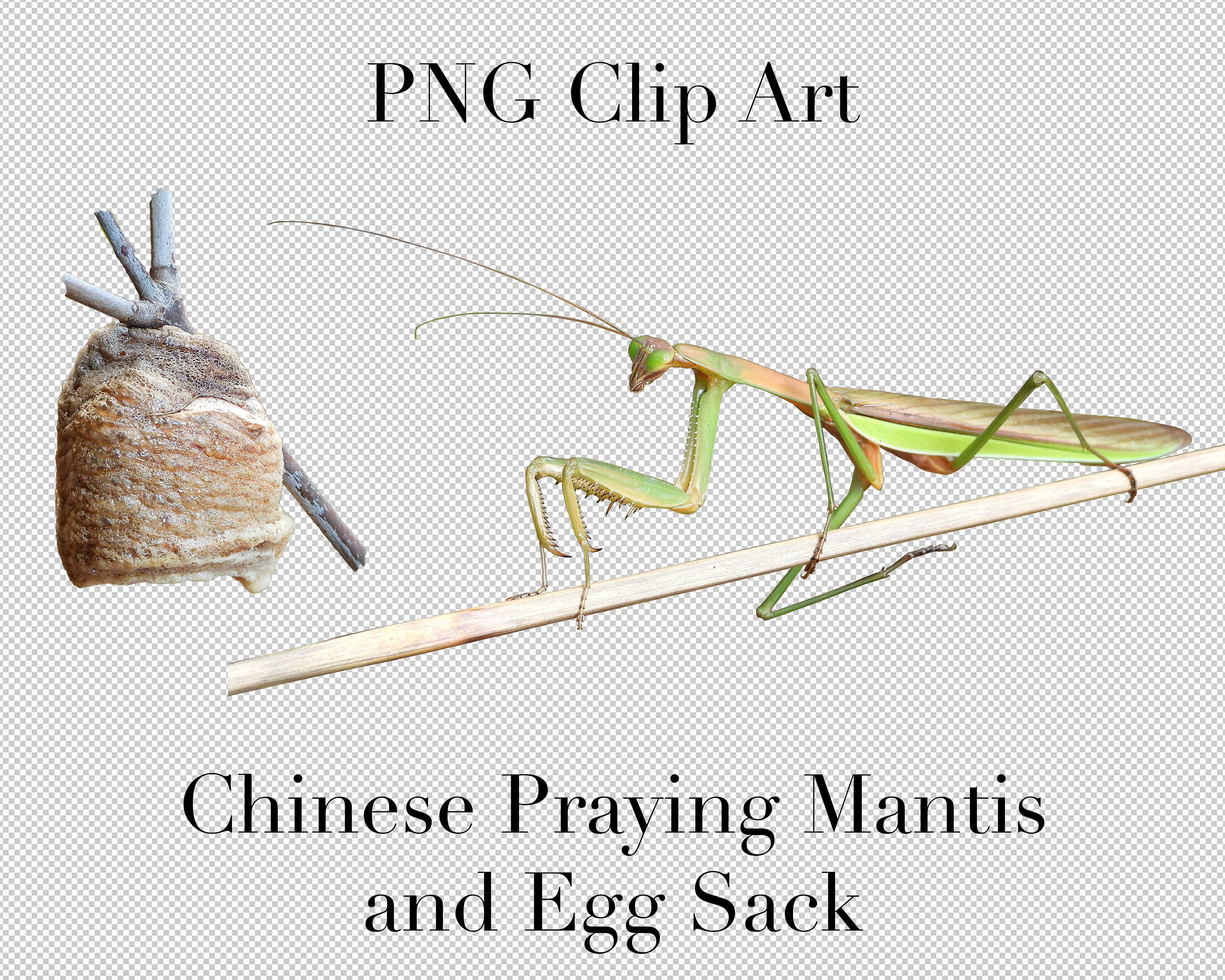 Chinese Praying Mantis