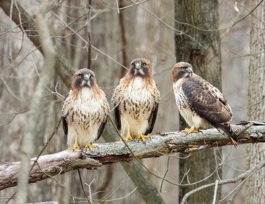 Red-tailed Hawk Perched on a Branch Nature Picture Print - Etsy