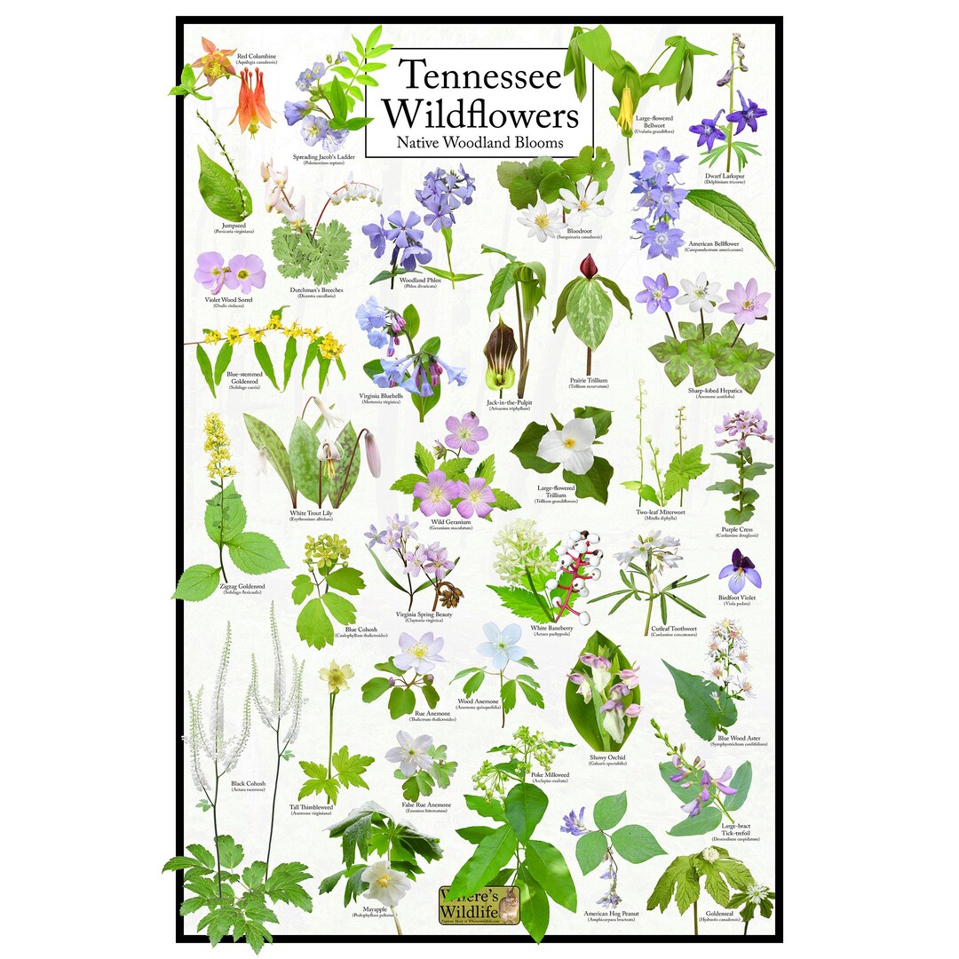 Tennessee Wildflowers - Native Woodland Blooms Flower Chart - Common ...
