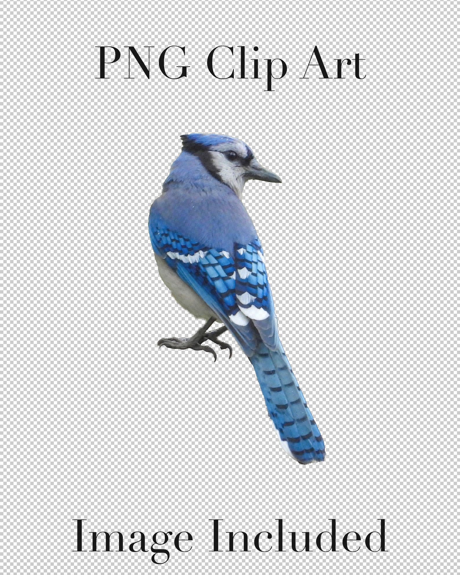 Blue Jay Bird Set of 8 PNG Clipart With Transparent Background ...