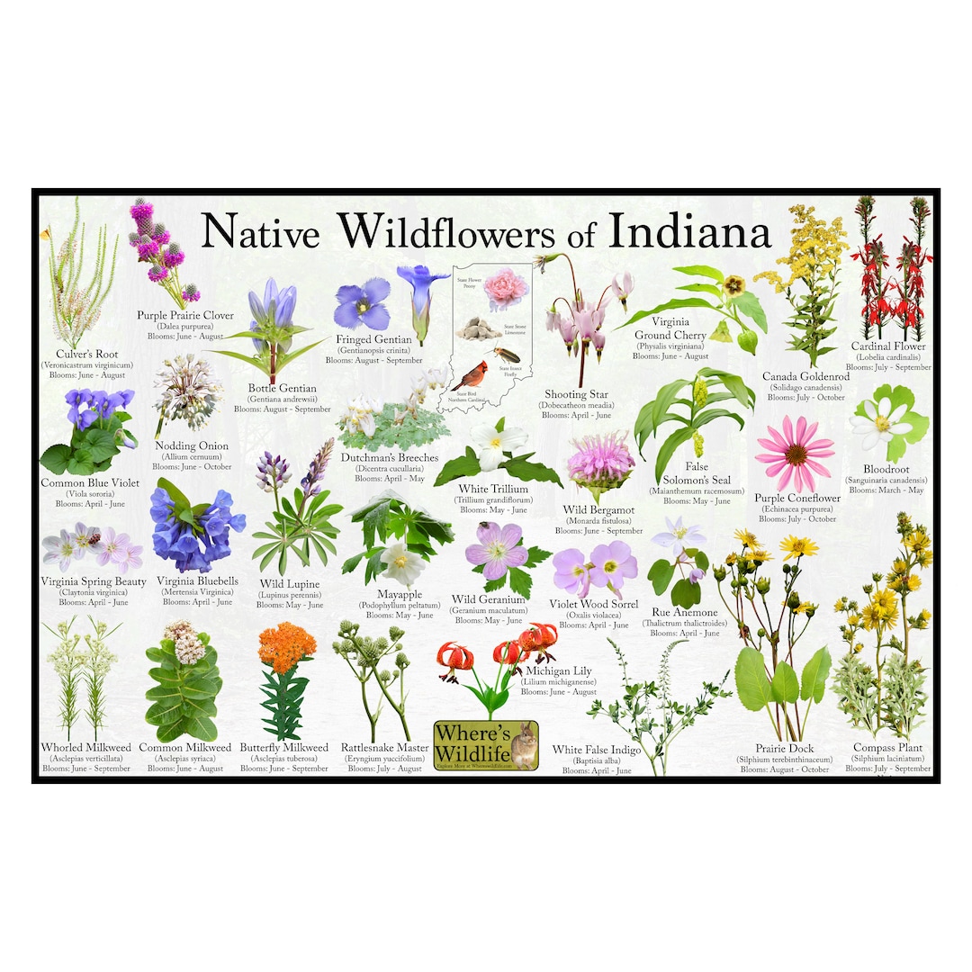 Native Wildflowers Of Indiana State Flower Field Guide Providing native-wildflowers-of-indiana-state-flower-field-guide-providing