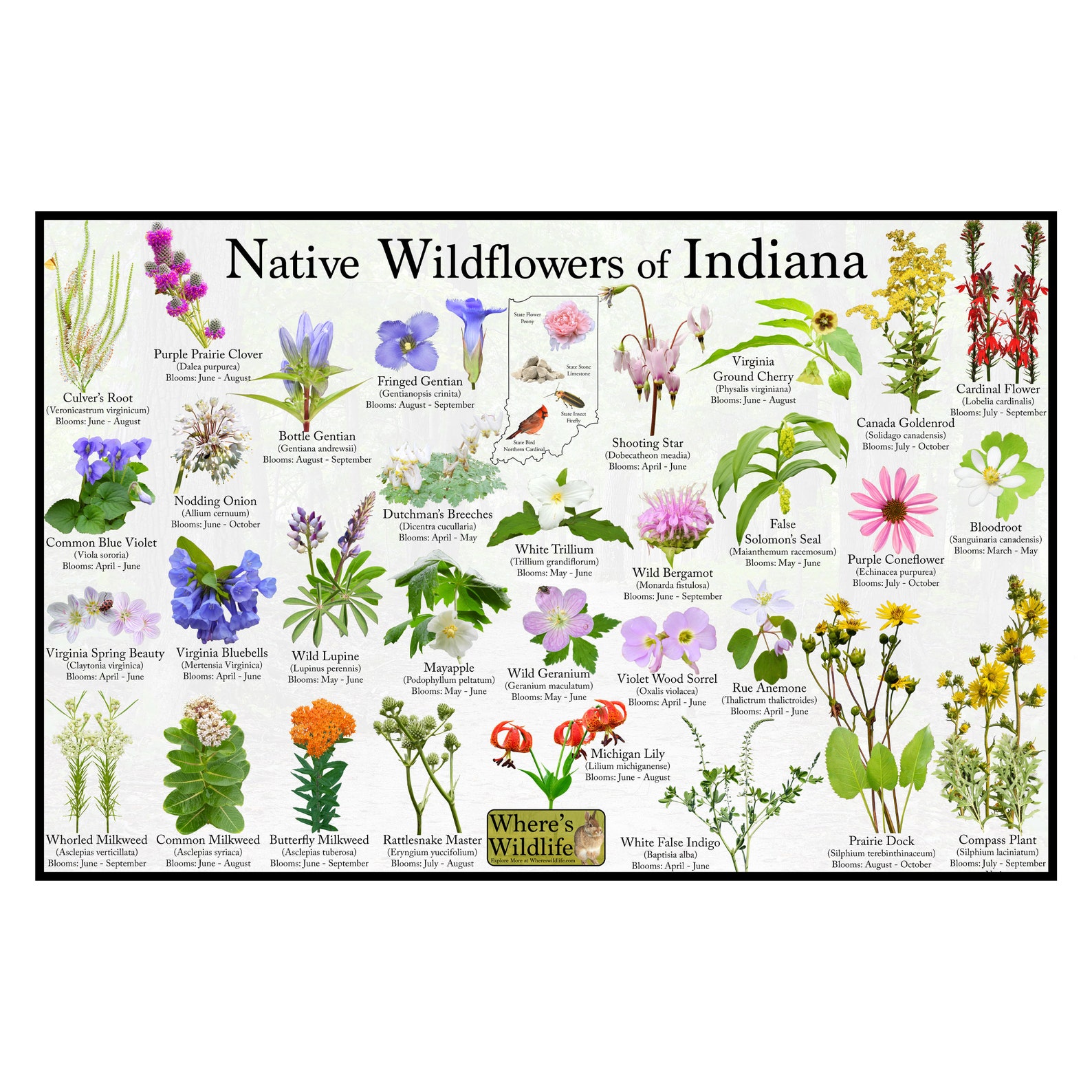Native Wildflowers of Indiana / State Flower Field Guide - Etsy