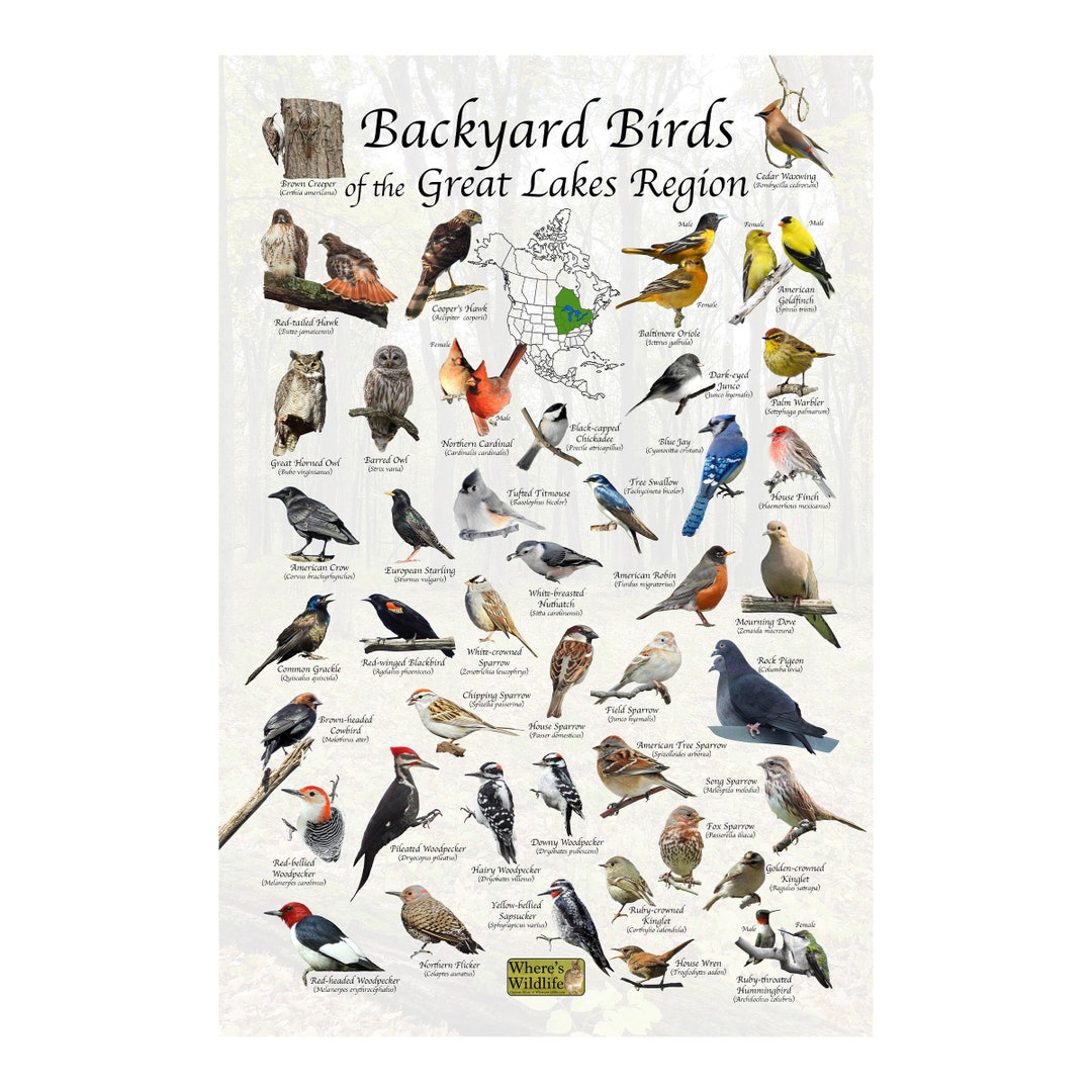 Backyard Birds of the Great Lake Region North America Bird ...