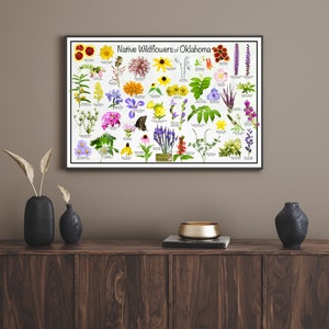 Native Wildflowers of Oklahoma Flower Identification Poster / Flower ...