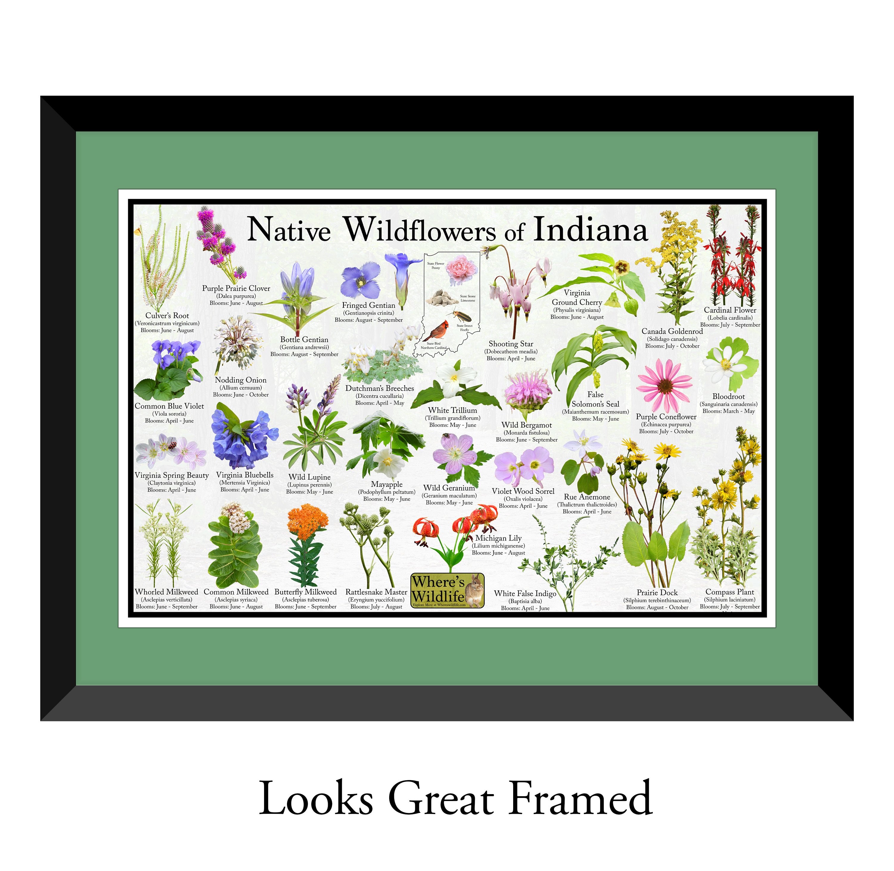 Native Wildflowers of Indiana / State Flower Field Guide - Etsy