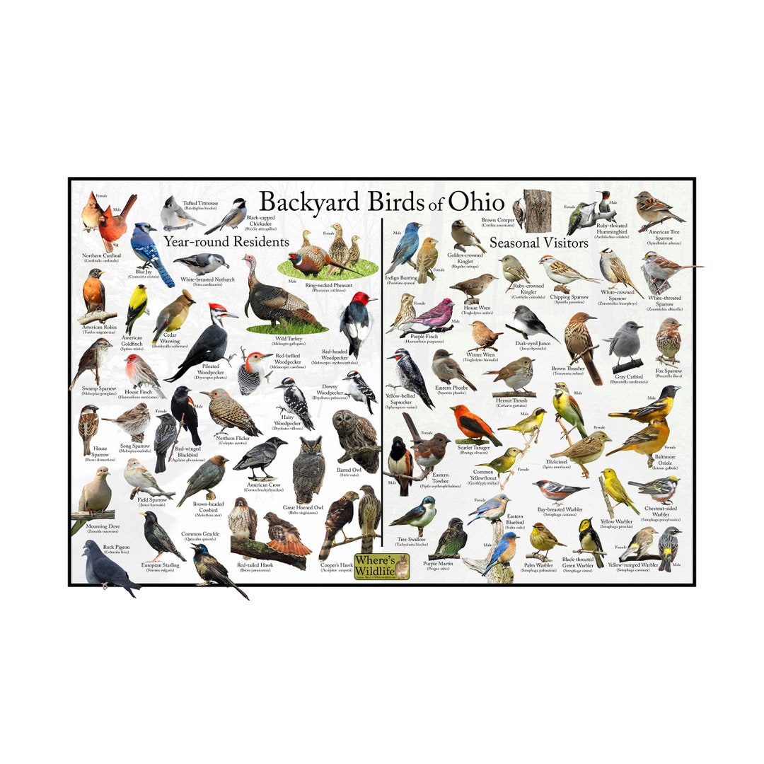 Backyard Birds of Ohio Bird Identification Poster Divided Into Year ...