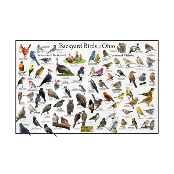 Identify Bird Feeder Birds