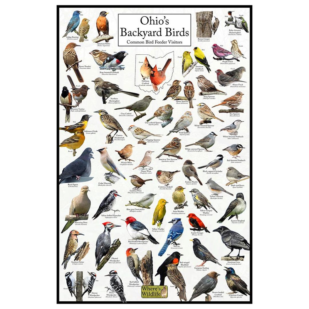 Ohio's Backyard Birds Poster - Ohio Bird Watching Chart Highlighting ...
