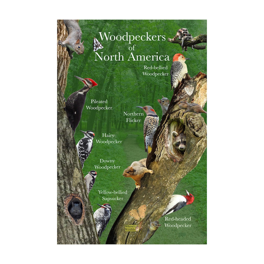 Woodpeckers of North America Woodpecker Identification Poster Print ...