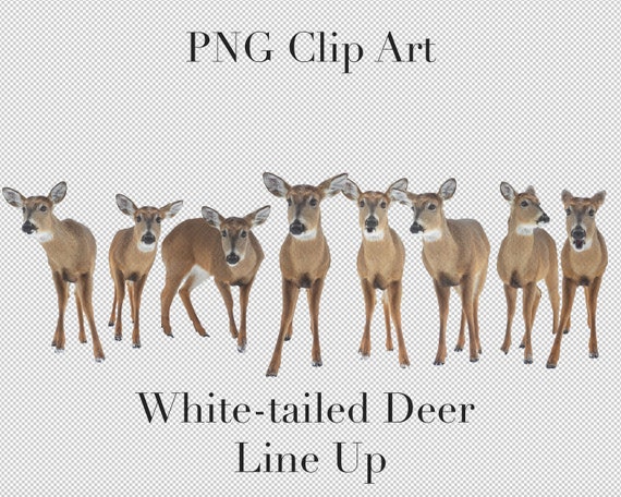 Whitetail Deer Png