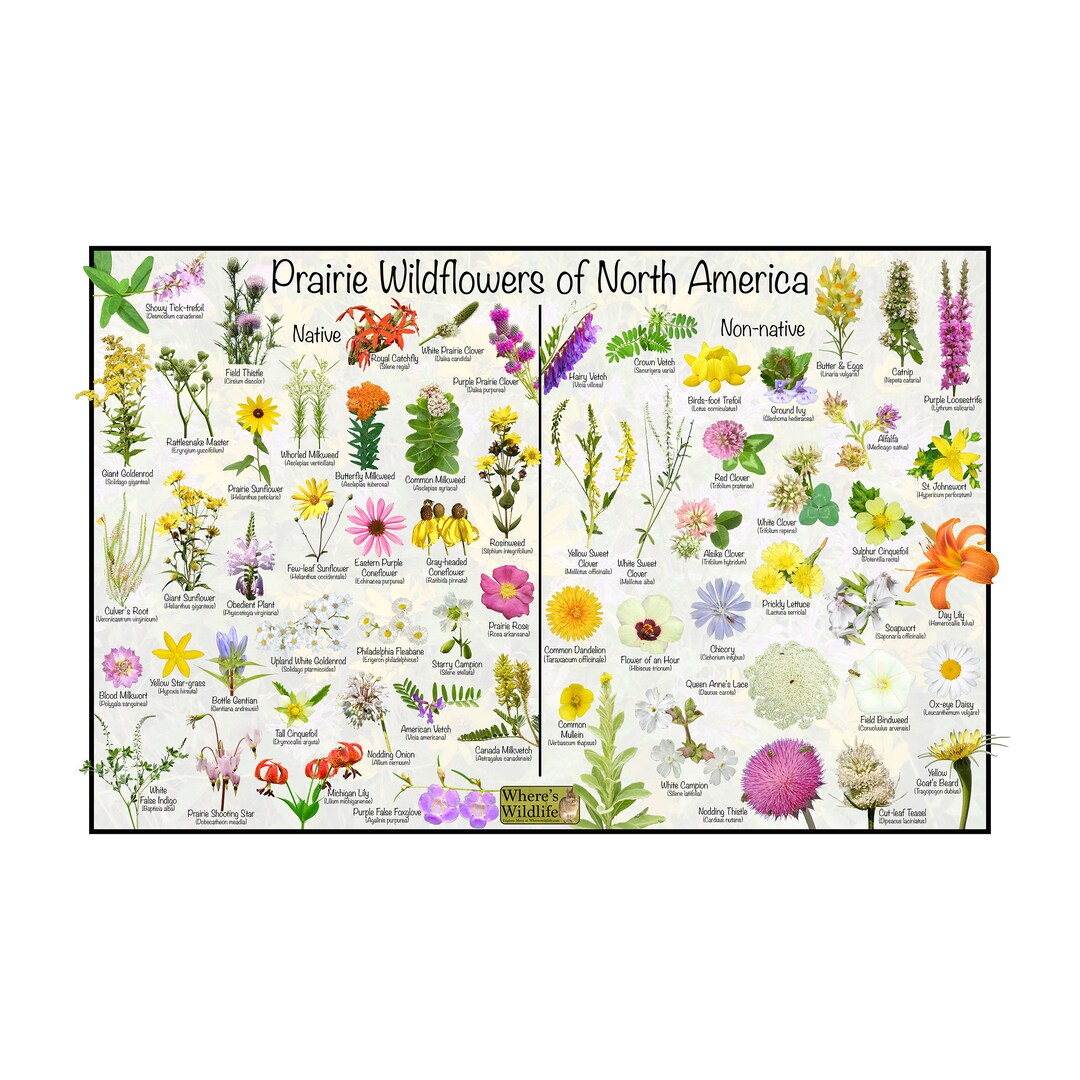 Prairie Wildflowers of North America / Flower Field Guide Poster ...