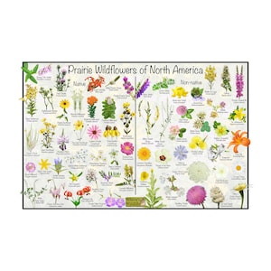 Prairie Wildflowers of North America / Flower Field Guide Poster ...
