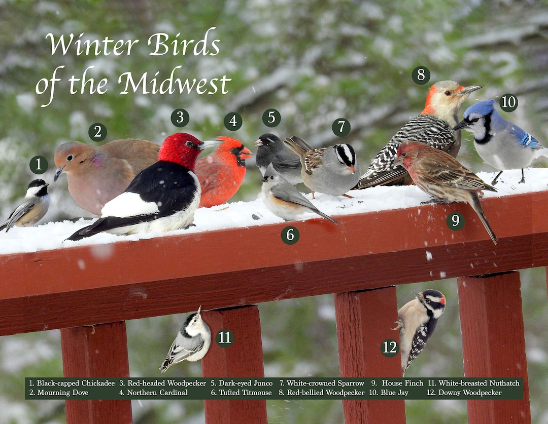 Winter Birds of the Midwest Bird Identification Photo Print / Great ...