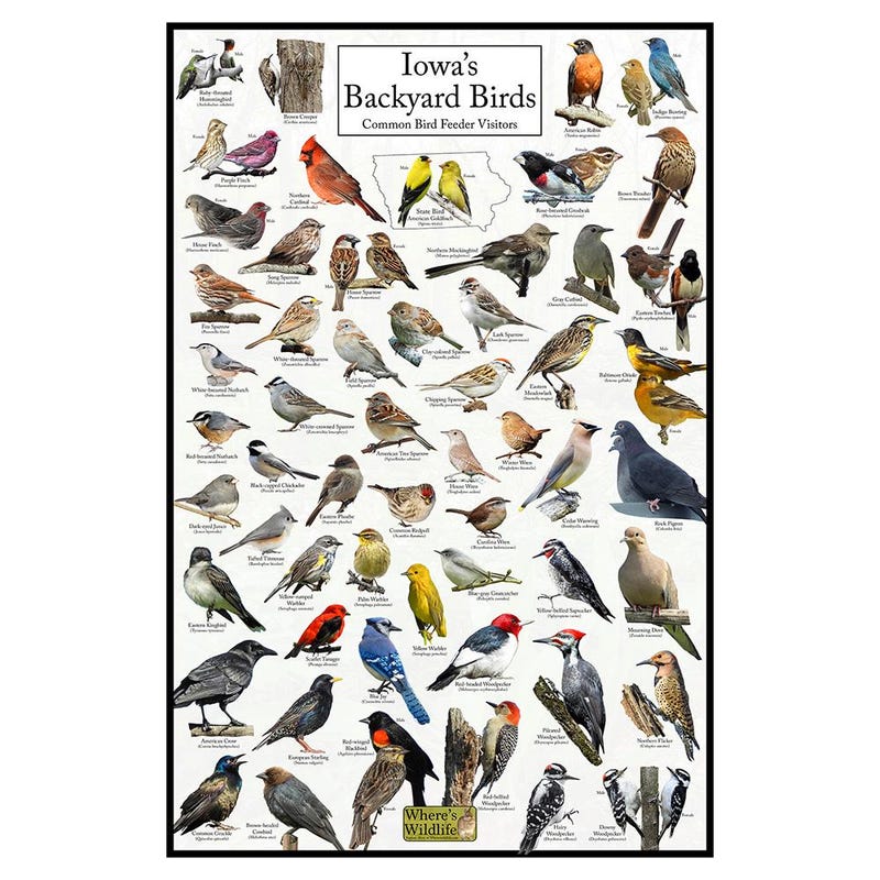 Iowa Nature Poster - Etsy