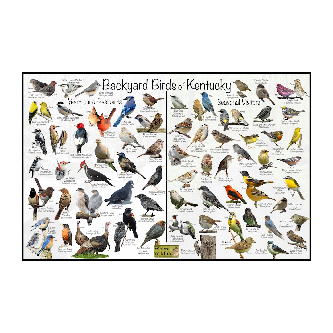 Backyard Birds of Kentucky Bird Identification Poster Divided Into Year ...