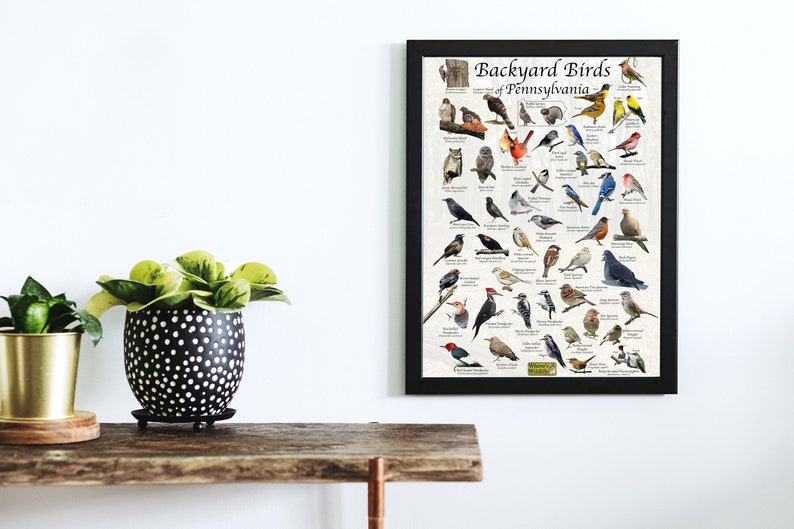 Backyard Birds of Pennsylvania Bird Identification Poster / - Etsy