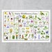 Native Wildflowers of Iowa Flower Identification Poster Divided Into ...