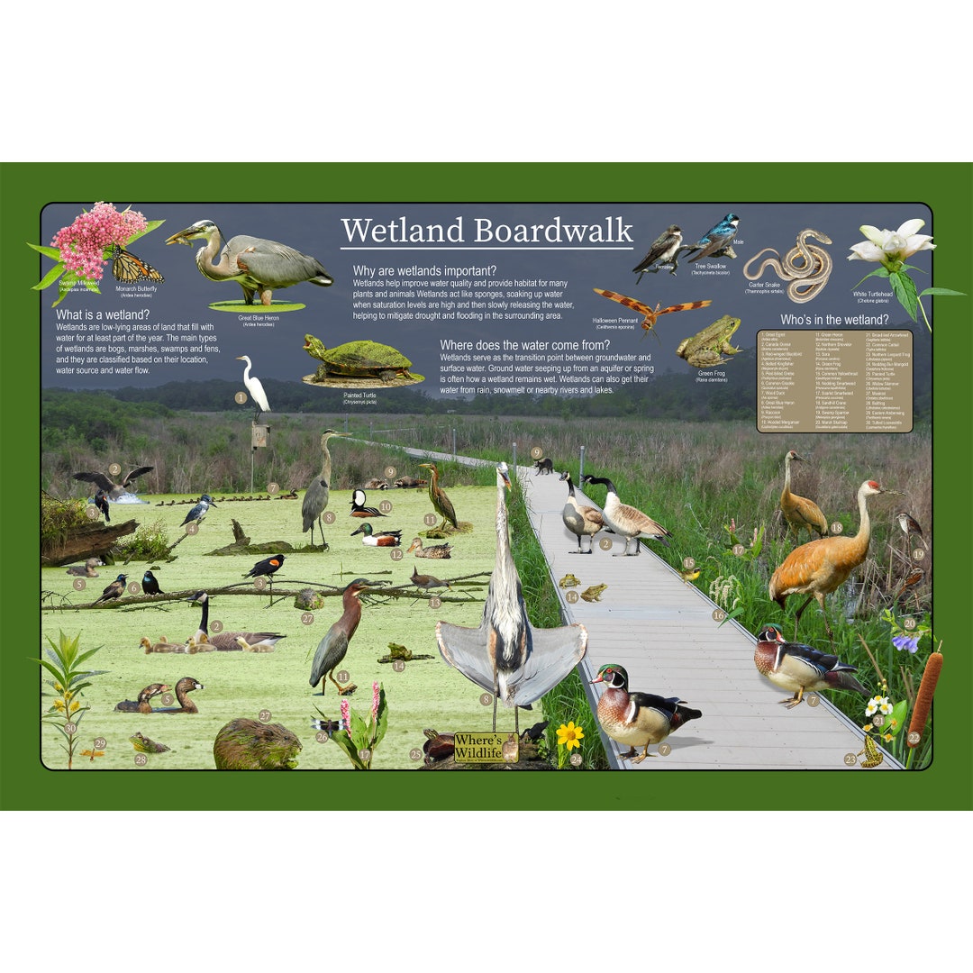 Wetland Boardwalk Educational Nature Poster/fun Kids Wildlife Poster ...