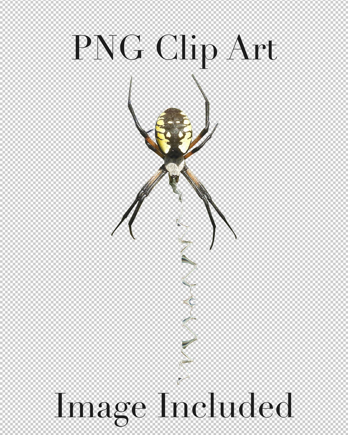 Creepy Crawly Spiders Clip Art set of 5 PNG Clipart With - Etsy