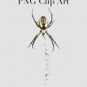 Creepy Crawly Spiders Clip Art (set of 5) PNG Clipart With Transparent ...