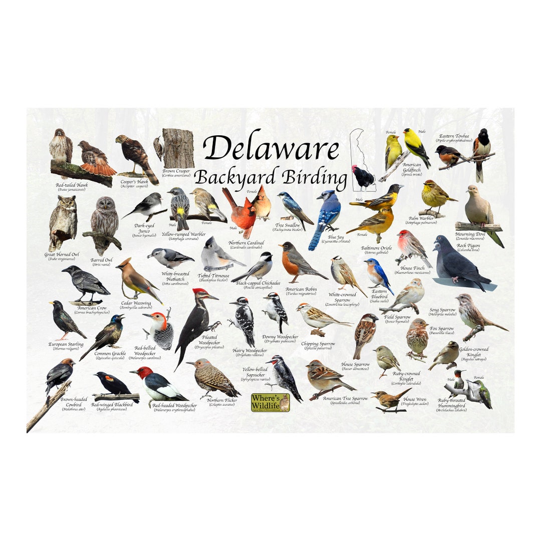 Birds of Delaware Backyard Birding Identification Chart - Field Guide ...