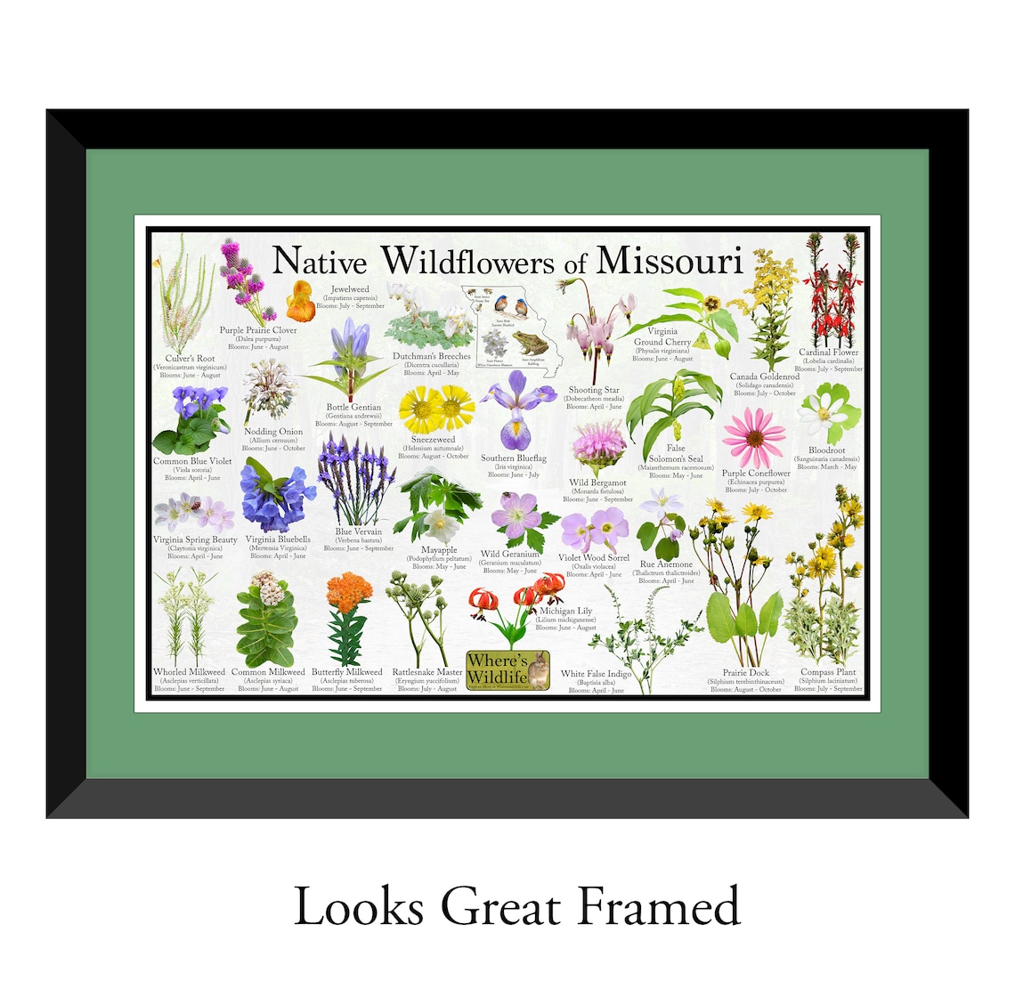 Native Wildflowers of Missouri / State Flower Field Guide - Etsy