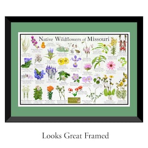 Native Wildflowers of Missouri / State Flower Field Guide Providing ...