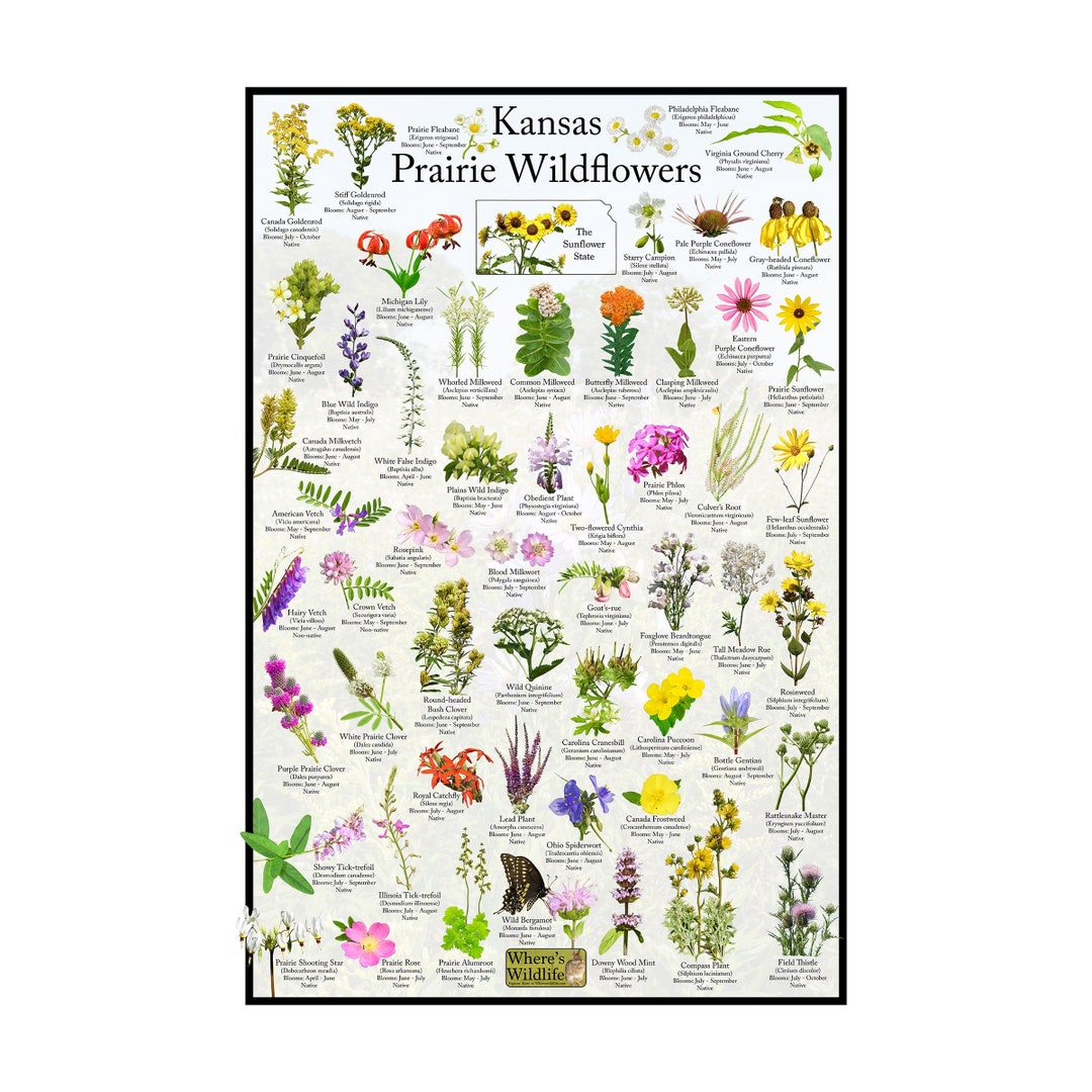 Kansas Prairie Wildflower Nature Poster / State Wildflower ...