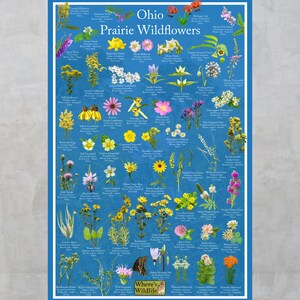 Ohio Prairie Wildflower Identification Nature Poster / State Wildflower ...