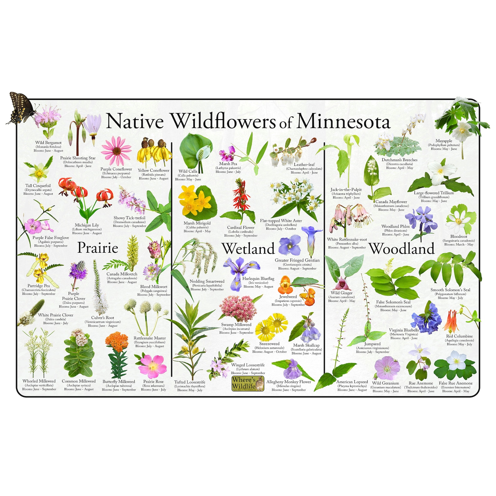 Native Wildflowers of Minnesota Flower Identification Poster Divided ...