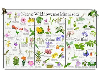 Native Wildflowers of Maine Flower Identification Poster / - Etsy