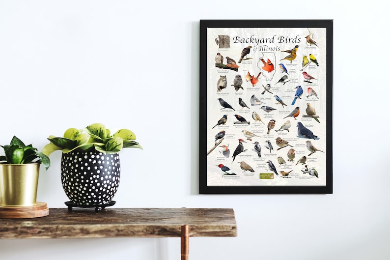Backyard Birds of Illinois Bird Identification Poster / Bird - Etsy