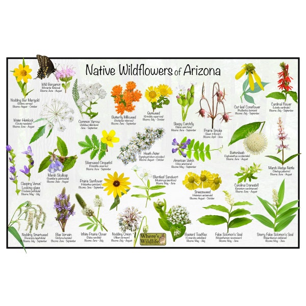 Arizona State Flower Poster - Etsy