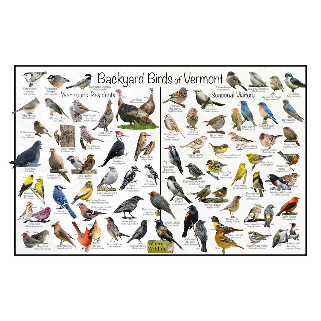 Backyard Birds of Vermont Bird Identification Poster Divided Into Year ...