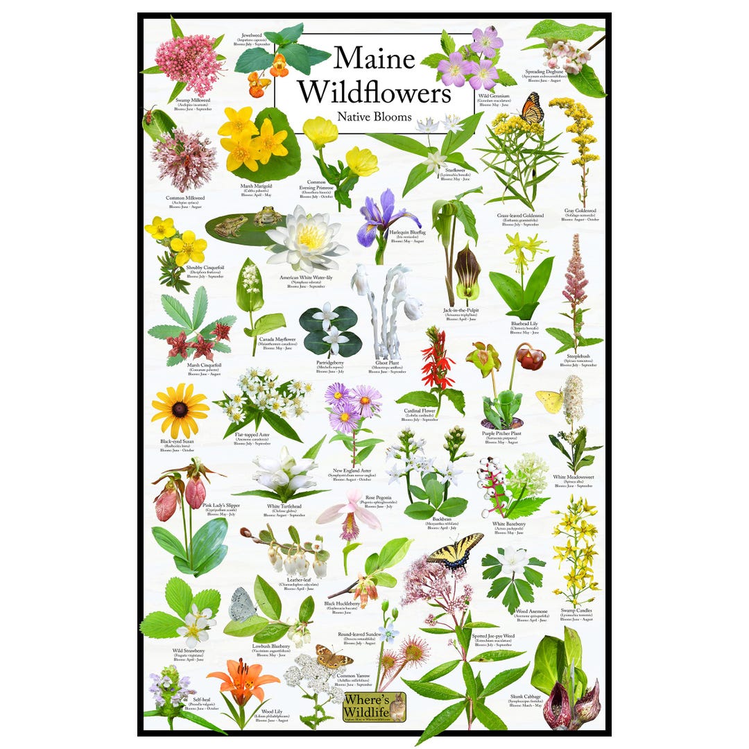 Maine Wildflowers -native Blooms Poster | Educational Chart of Native ...