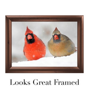 Northern Cardinal Bird Couple Instant Digital Download / Fun Colorful ...